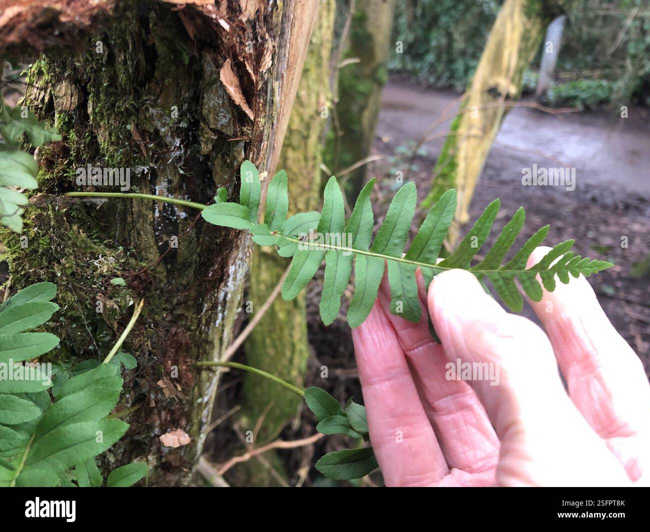 common polypody (Polypodium vulgare), Plantae, Forest Farm Country Park ...