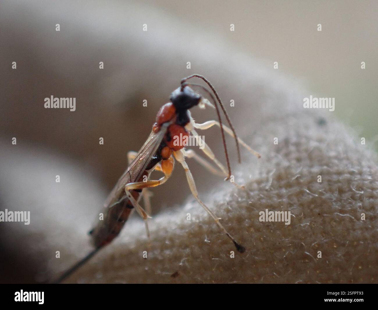 Ichneumonid Wasps (Ichneumonidae), Insecta, Colwood, BC, Canada Stock ...