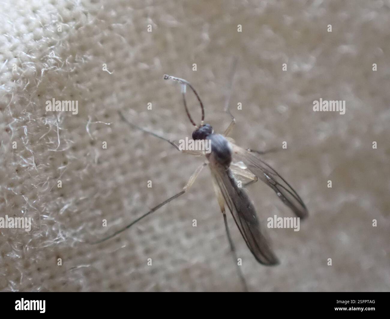 Fungus Gnats and Gall Midges (Sciaroidea), Insecta, Colwood, BC, Canada ...