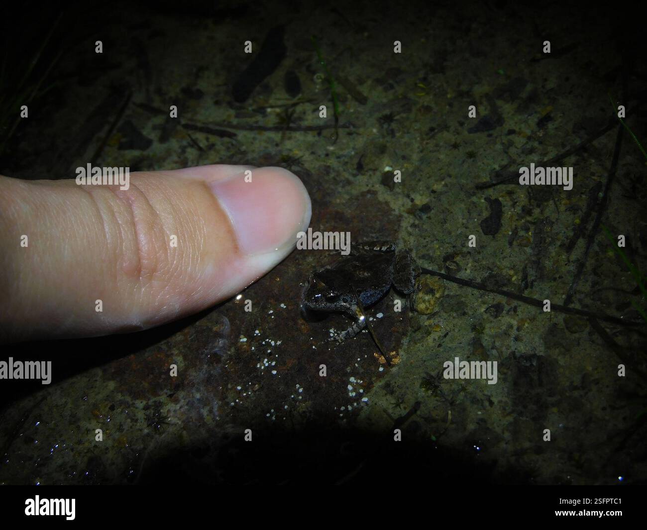 Common Eastern Froglet (Crinia signifera), Amphibia, Hobart TAS ...