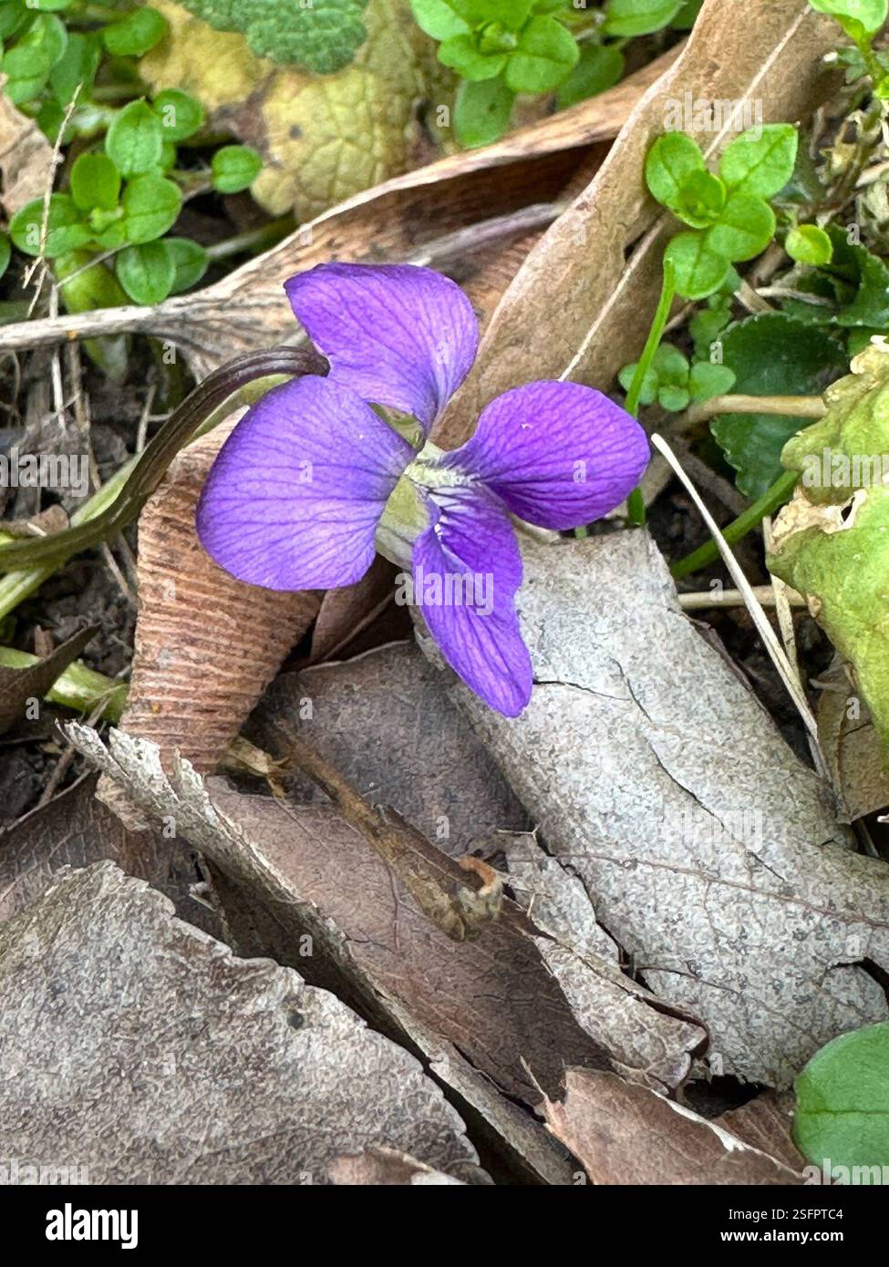 common blue violet (Viola sororia), Plantae, Kentucky, US Stock Photo ...