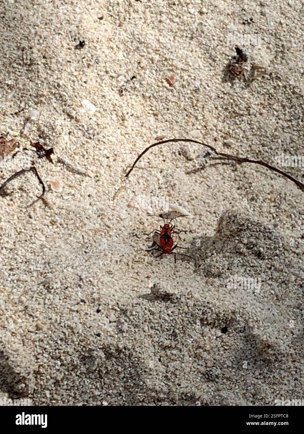 St. Andrew's Cotton Stainer (Dysdercus andreae), Insecta, Cayo ...