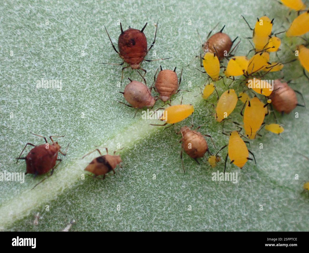 (Aphis), Insecta, Santo Antão, Cape Verde, CV Stock Photo - Alamy