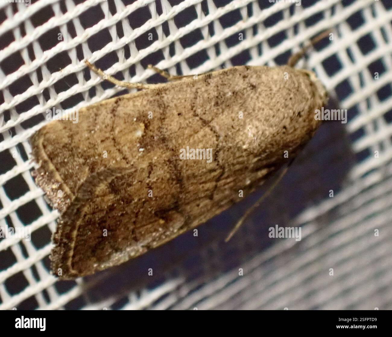 Owlet Moths and Allies (Noctuoidea), Insecta, Santo Antão, Cape Verde ...