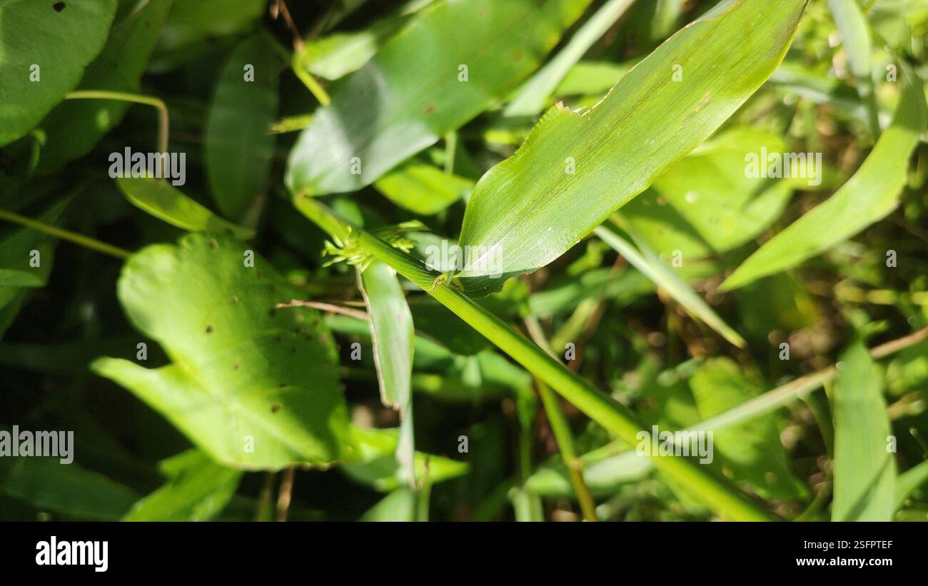 (Centotheca lappacea), Plantae, Pohnpei, FM Stock Photo - Alamy