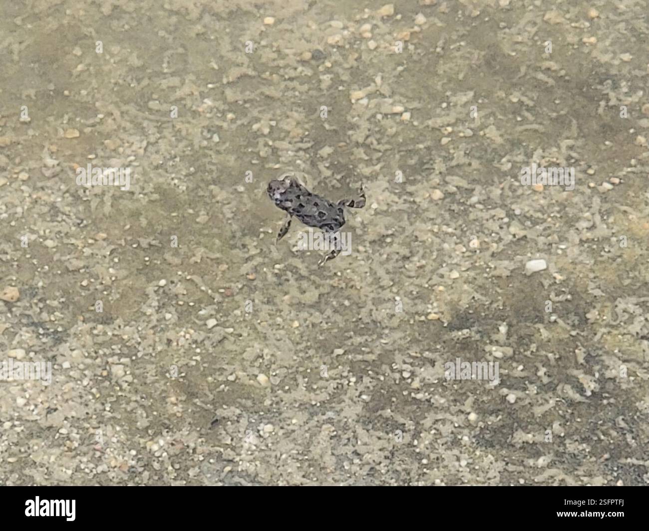 California Toad (Anaxyrus boreas halophilus), Amphibia, South Arroyo ...