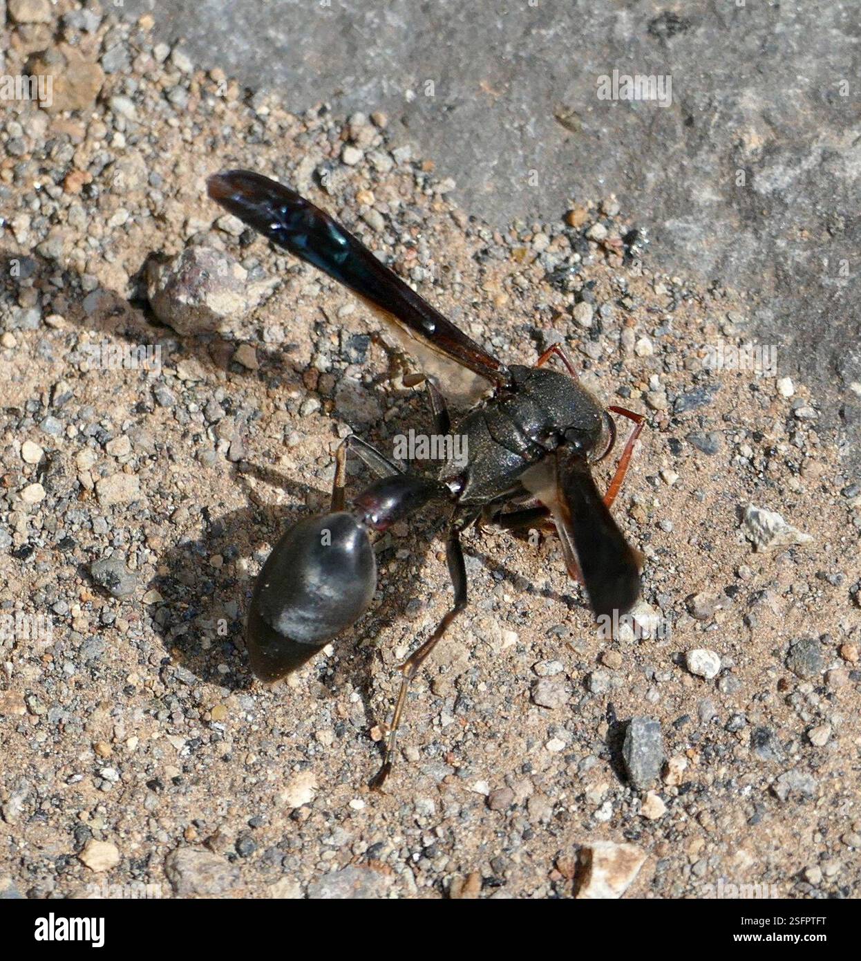 Black Mud Wasp (Delta emarginatum), Insecta, Santo Antão, Cape Verde ...