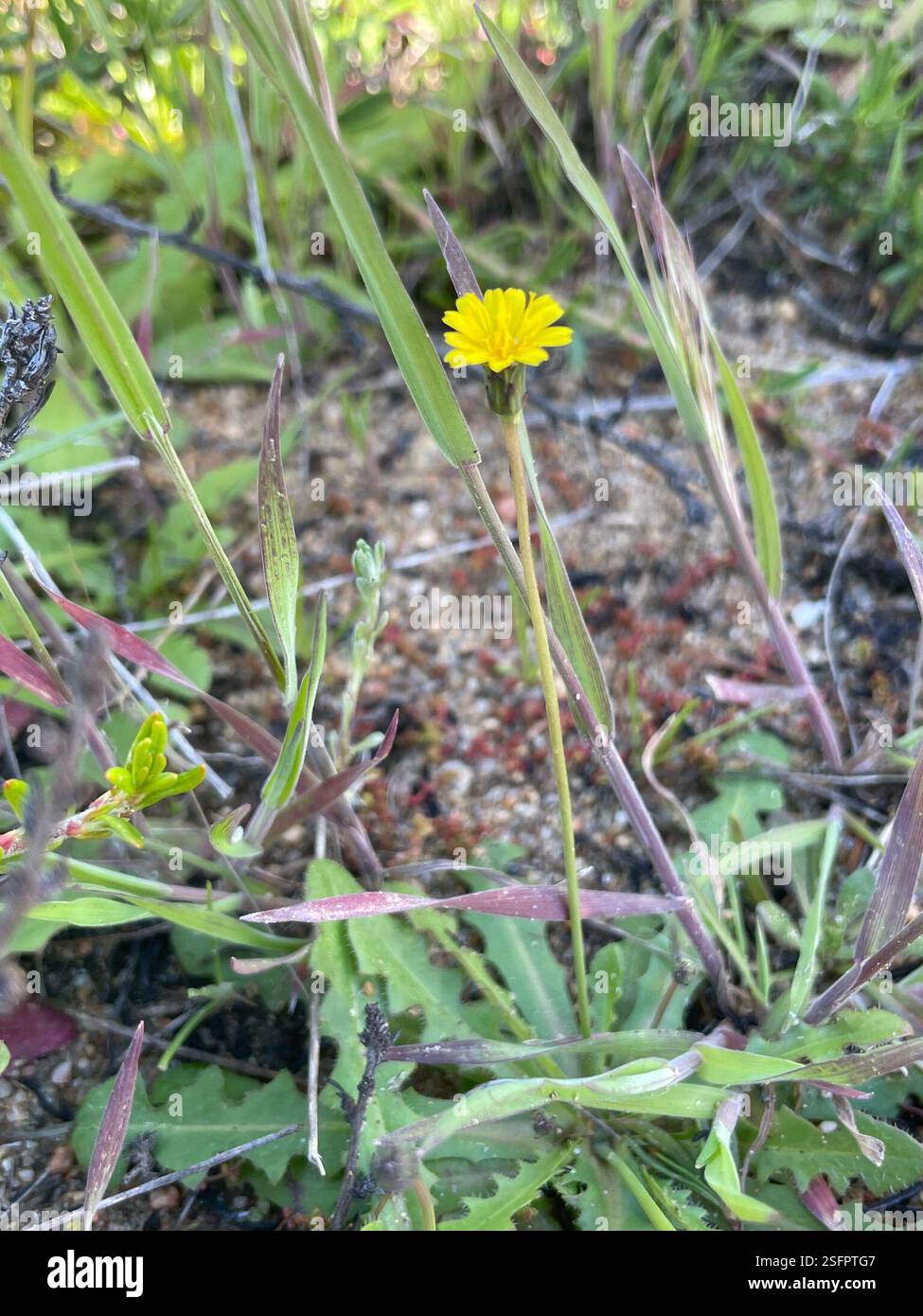 Smooth Cat's Ear (Hypochaeris glabra), Plantae, Torrey Pines Scenic Dr ...