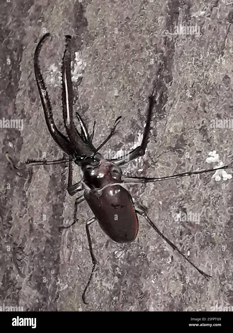 Chilean Stag Beetle (Chiasognathus grantii), Insecta, Пукон, Араукания ...