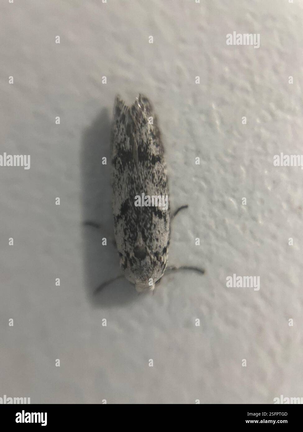 (Lichenaula), Insecta, Melbourne VIC, Australia Stock Photo - Alamy