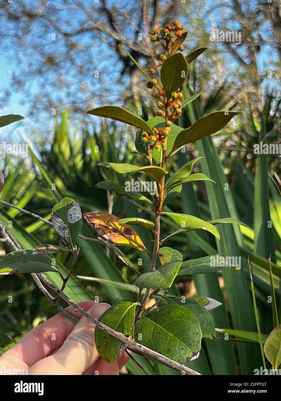 coastal plain staggerbush (Lyonia fruticosa), Plantae, Charing Cross ...
