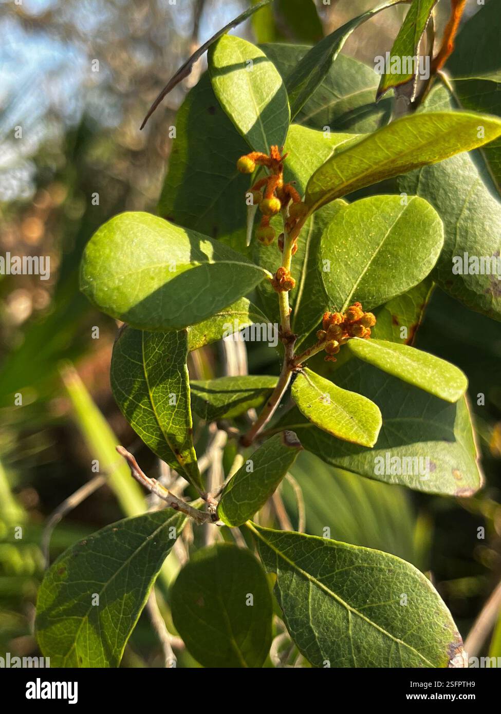 coastal plain staggerbush (Lyonia fruticosa), Plantae, Charing Cross ...
