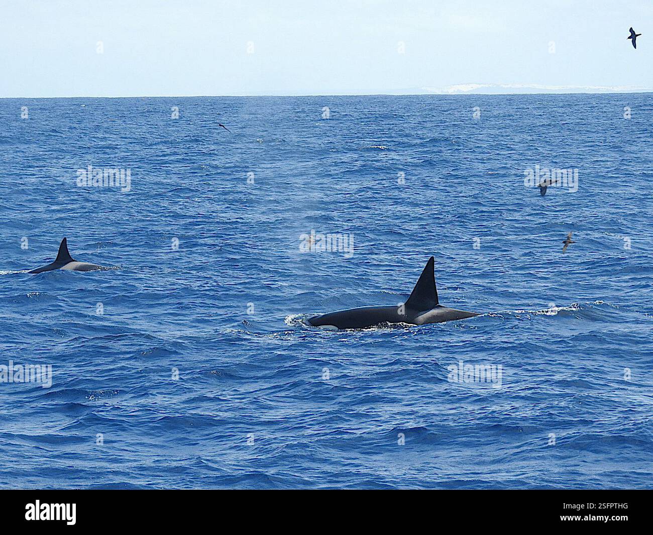 Orca (Orcinus orca), Mammalia, Bremer Bay WA 6338, Australia Stock ...