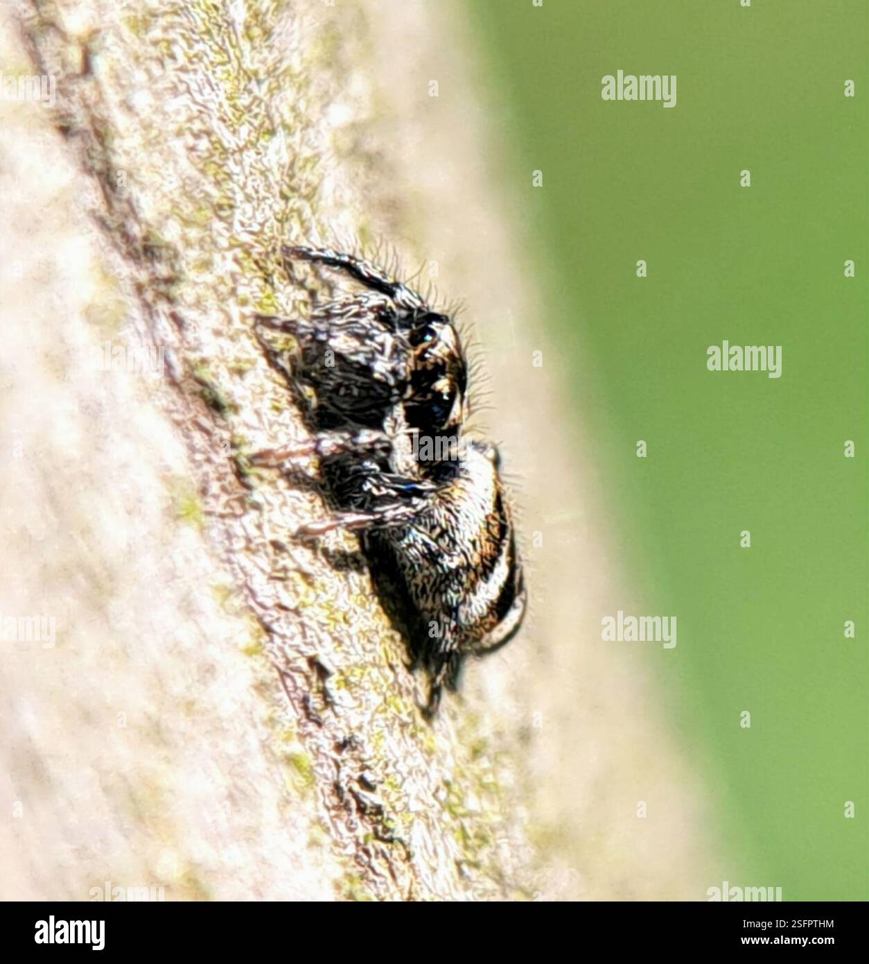Zebra Jumping Spider (Salticus scenicus), Arachnida, Doddington ...