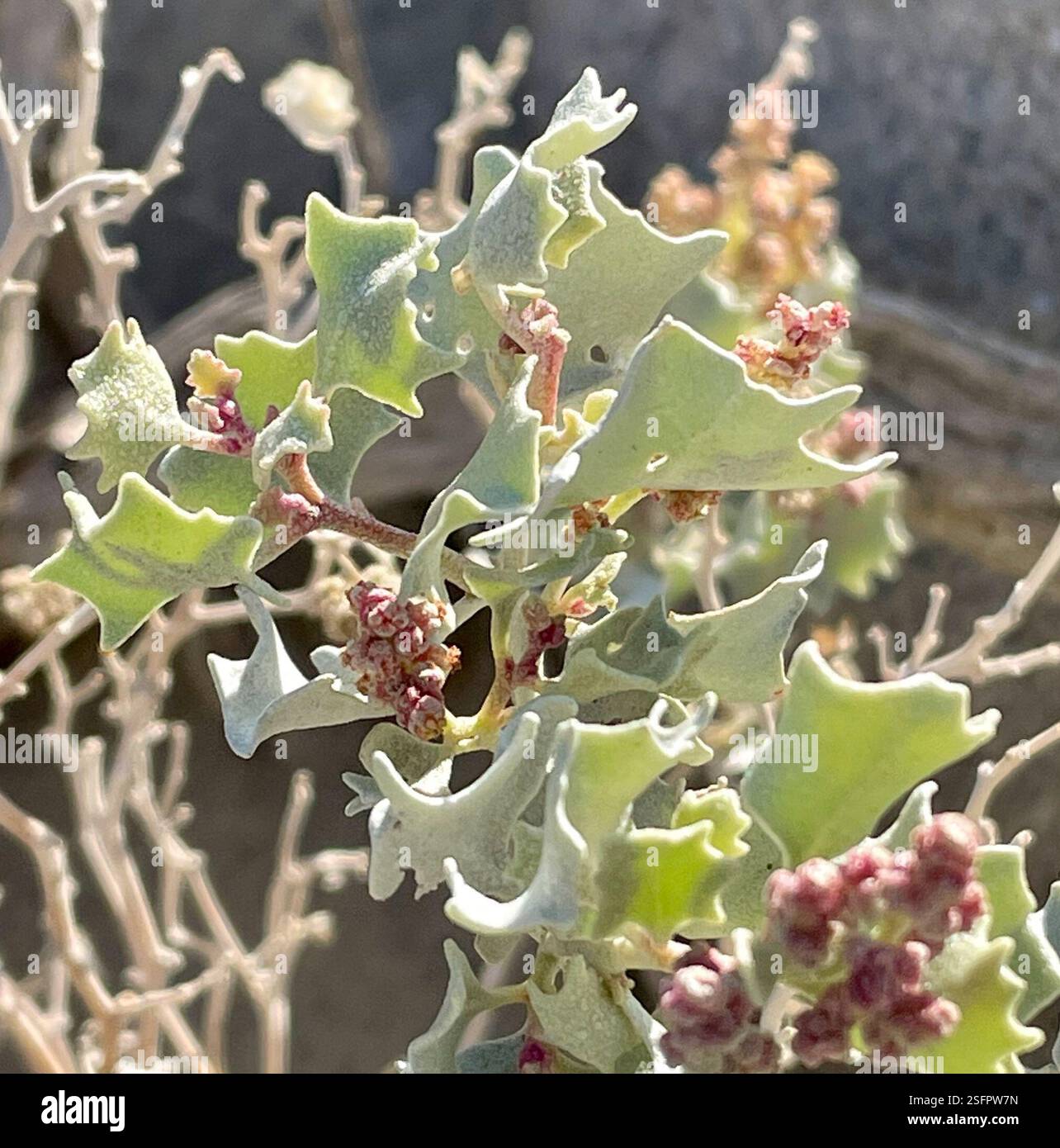 Desert Holly (Atriplex hymenelytra), Plantae, Desert Hot Springs, CA ...