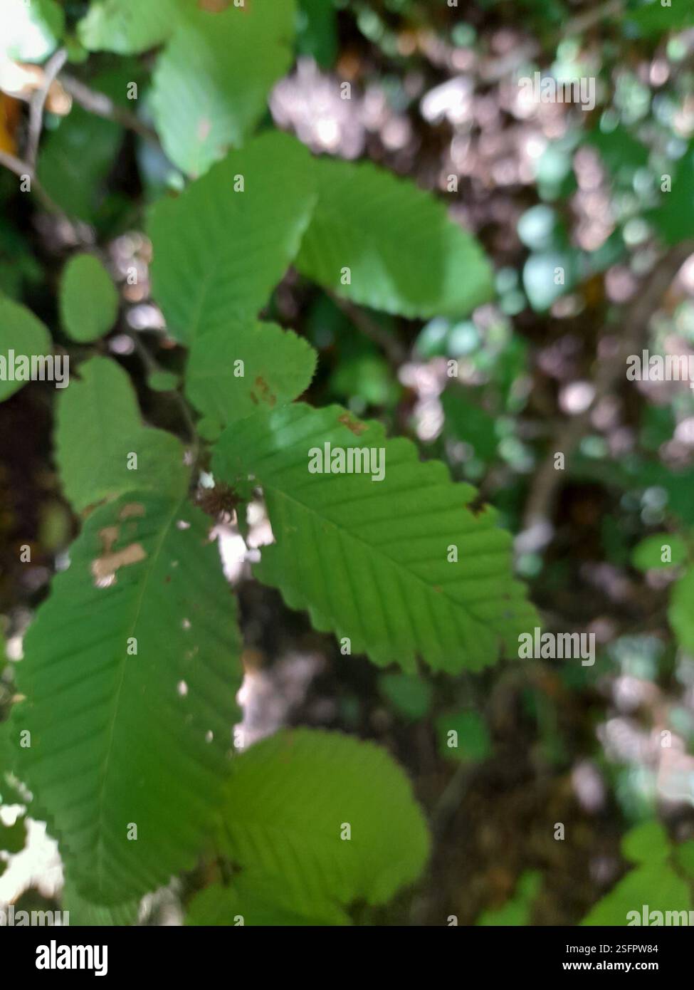 Rauli (Nothofagus alpina), Plantae, Cautín, CL-AR, CL Stock Photo - Alamy