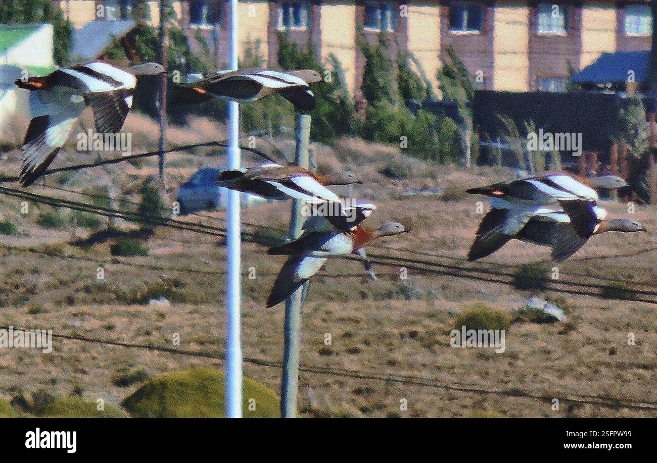 Ashy-headed Goose (Chloephaga poliocephala), Aves, Lago Argentino, AR ...