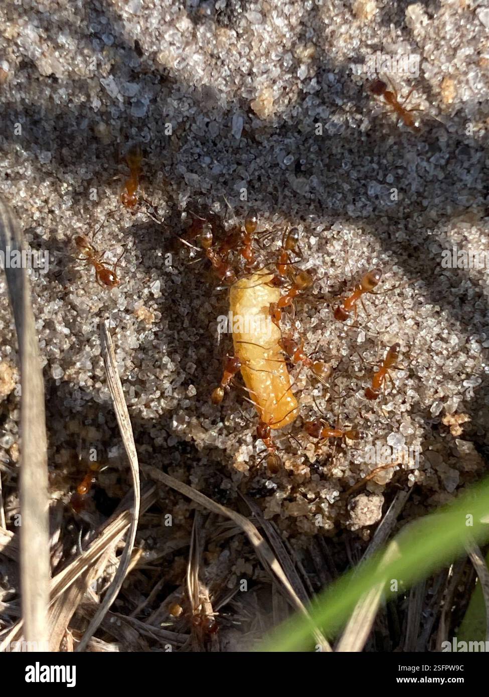 Buren's Pyramid Ant (Dorymyrmex bureni), Insecta, SW 72nd Ave, Pembroke ...