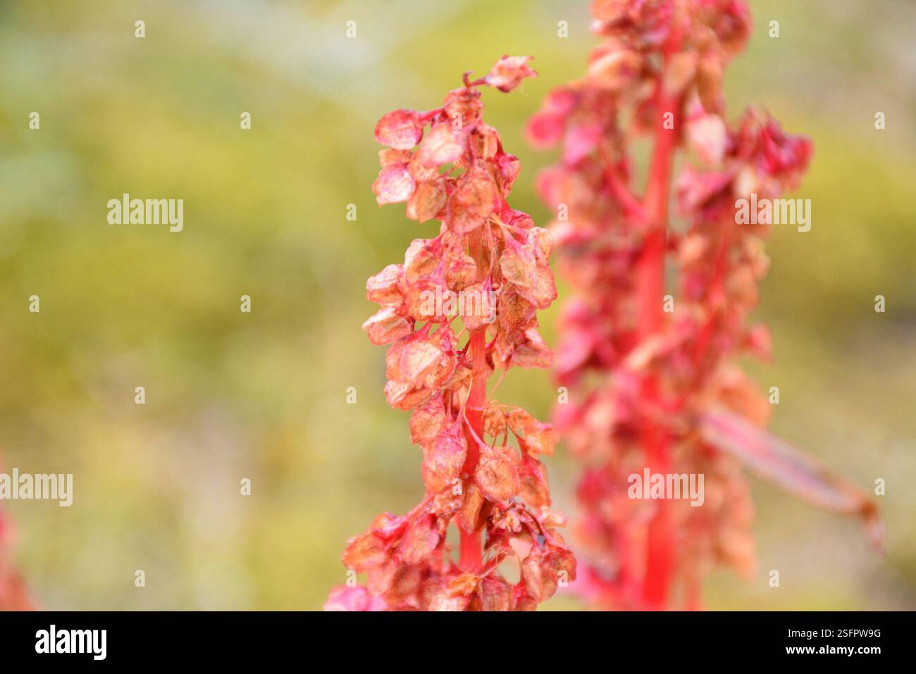 Arctic Dock (Rumex arcticus), Plantae, Провиденский р-н, Чукотский ...