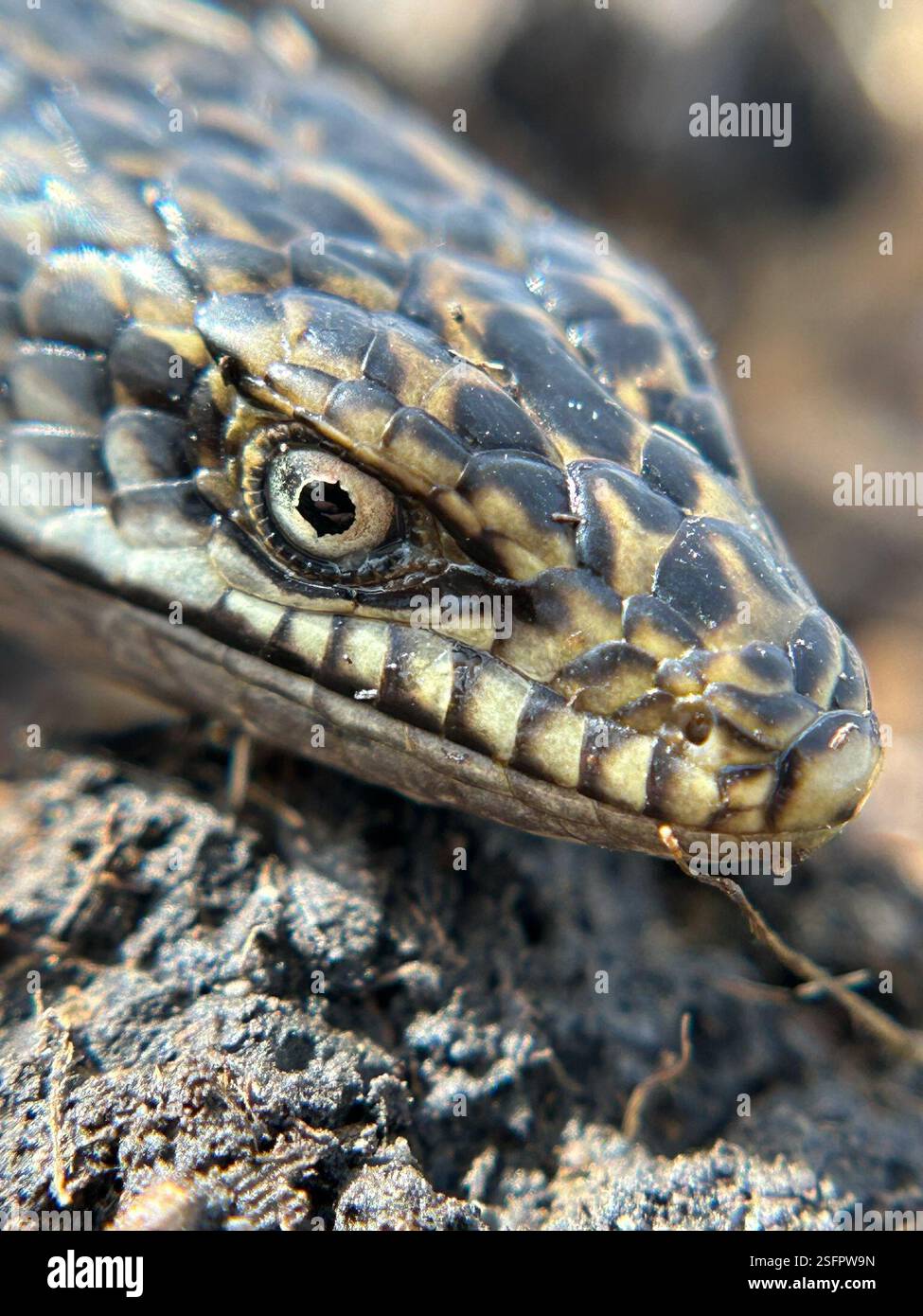 Southern Alligator Lizard (Elgaria multicarinata), Reptilia, San Luis ...