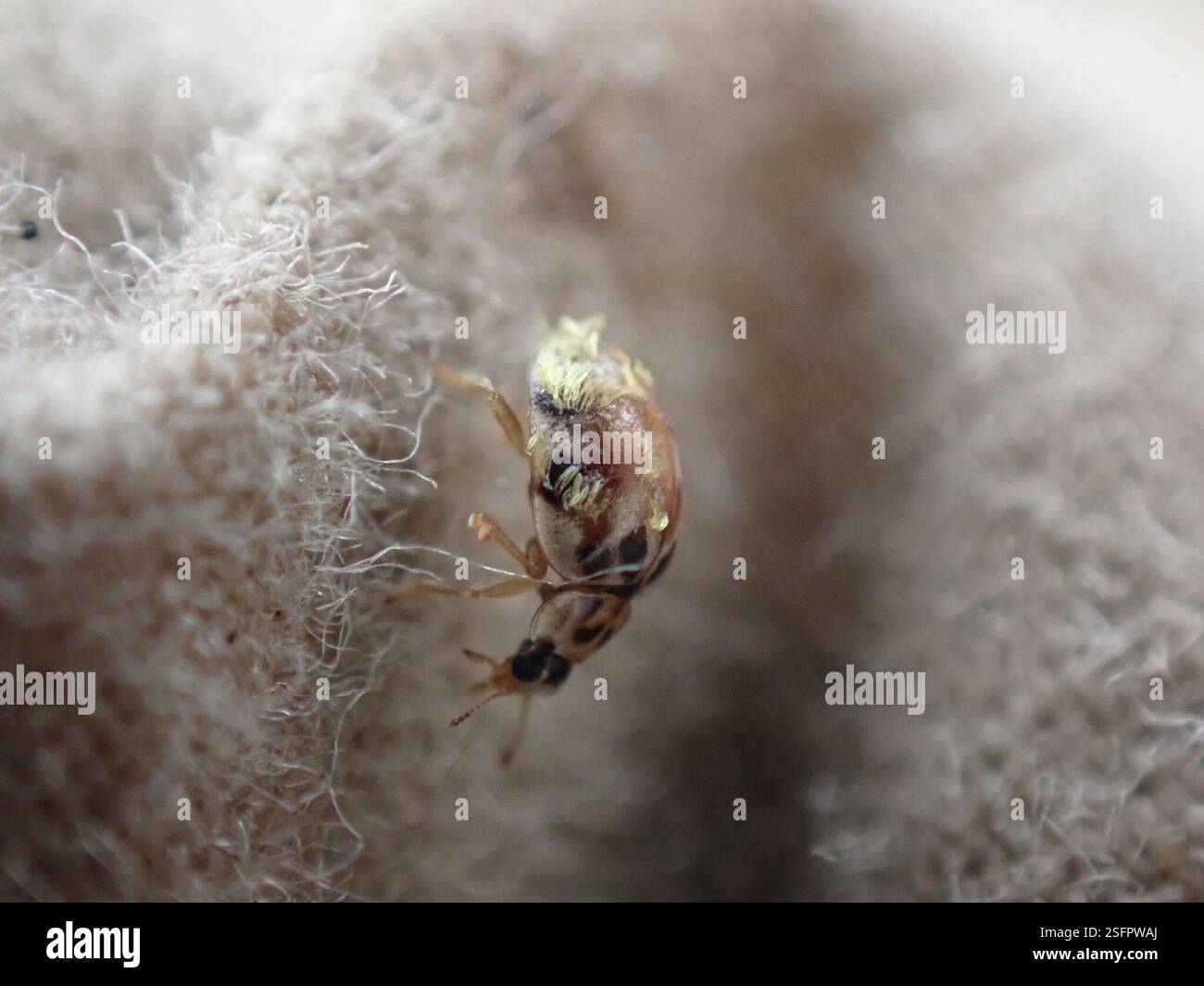 Green Beetle Hanger (Hesperomyces virescens), Fungi, Colwood, BC ...