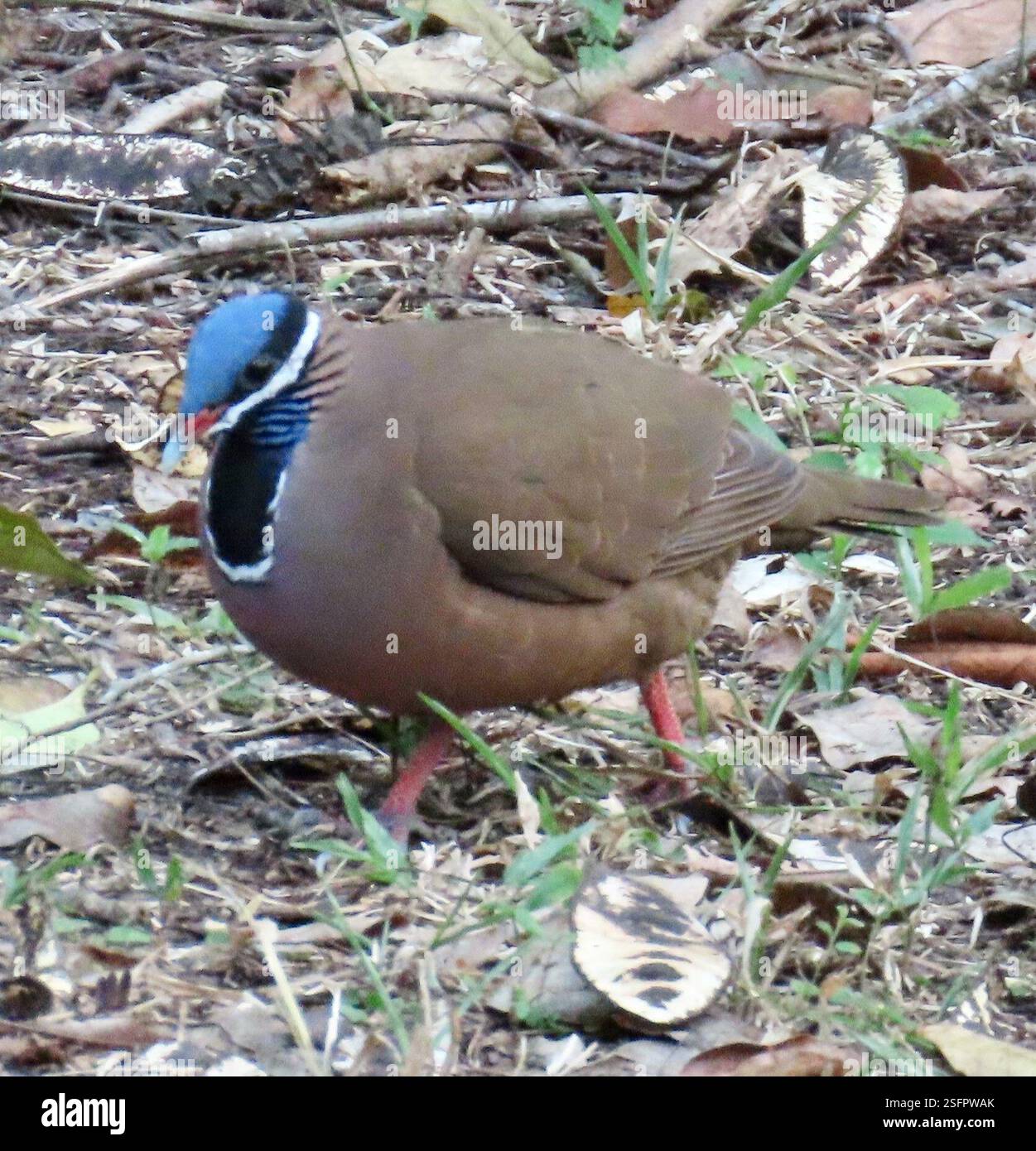 Blue-headed Quail-Dove (Starnoenas cyanocephala), Aves, Cuba, Blue ...