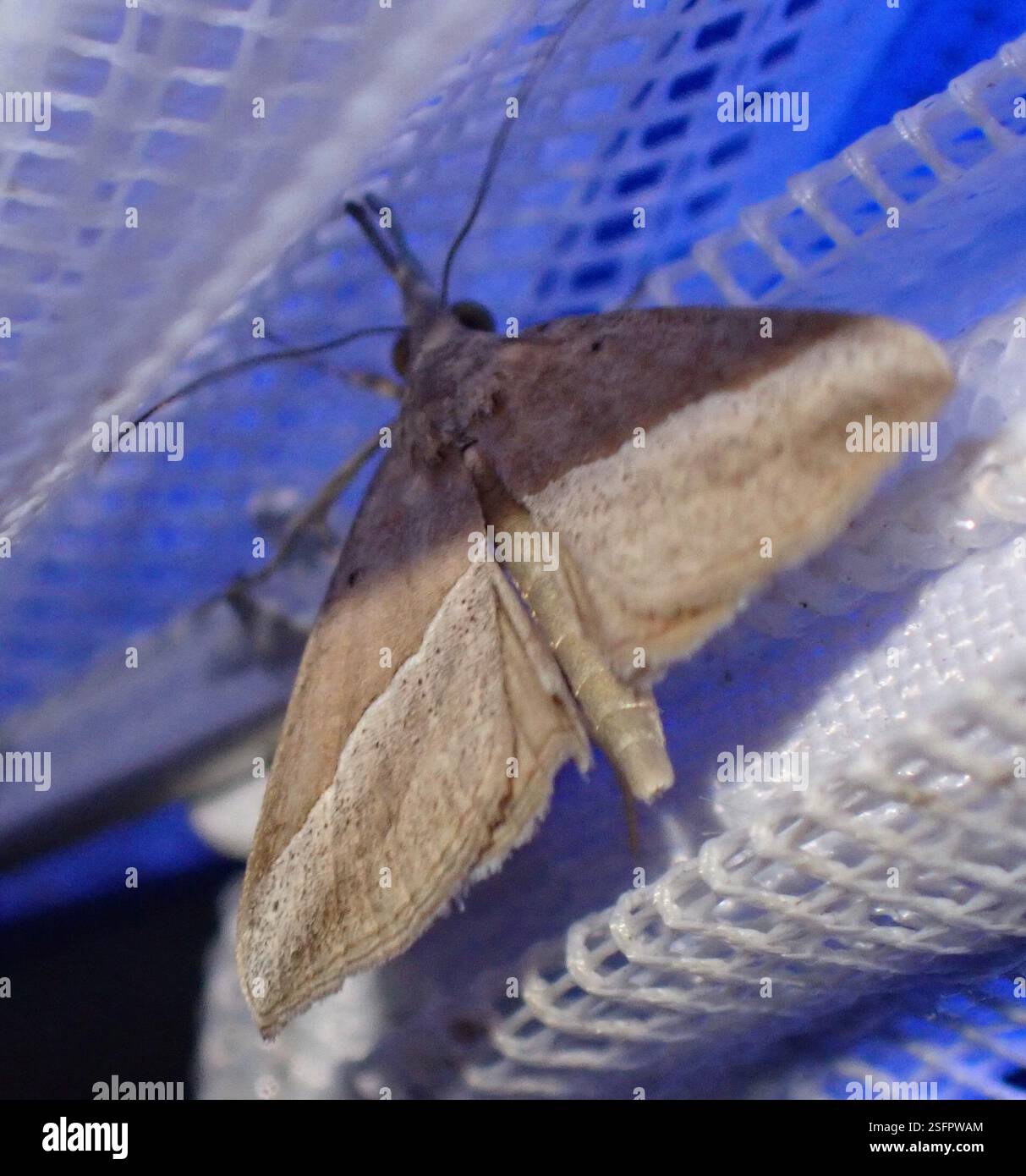 Brown Triangle Snout (Hypena lividalis), Insecta, Santo Antão, Cape ...