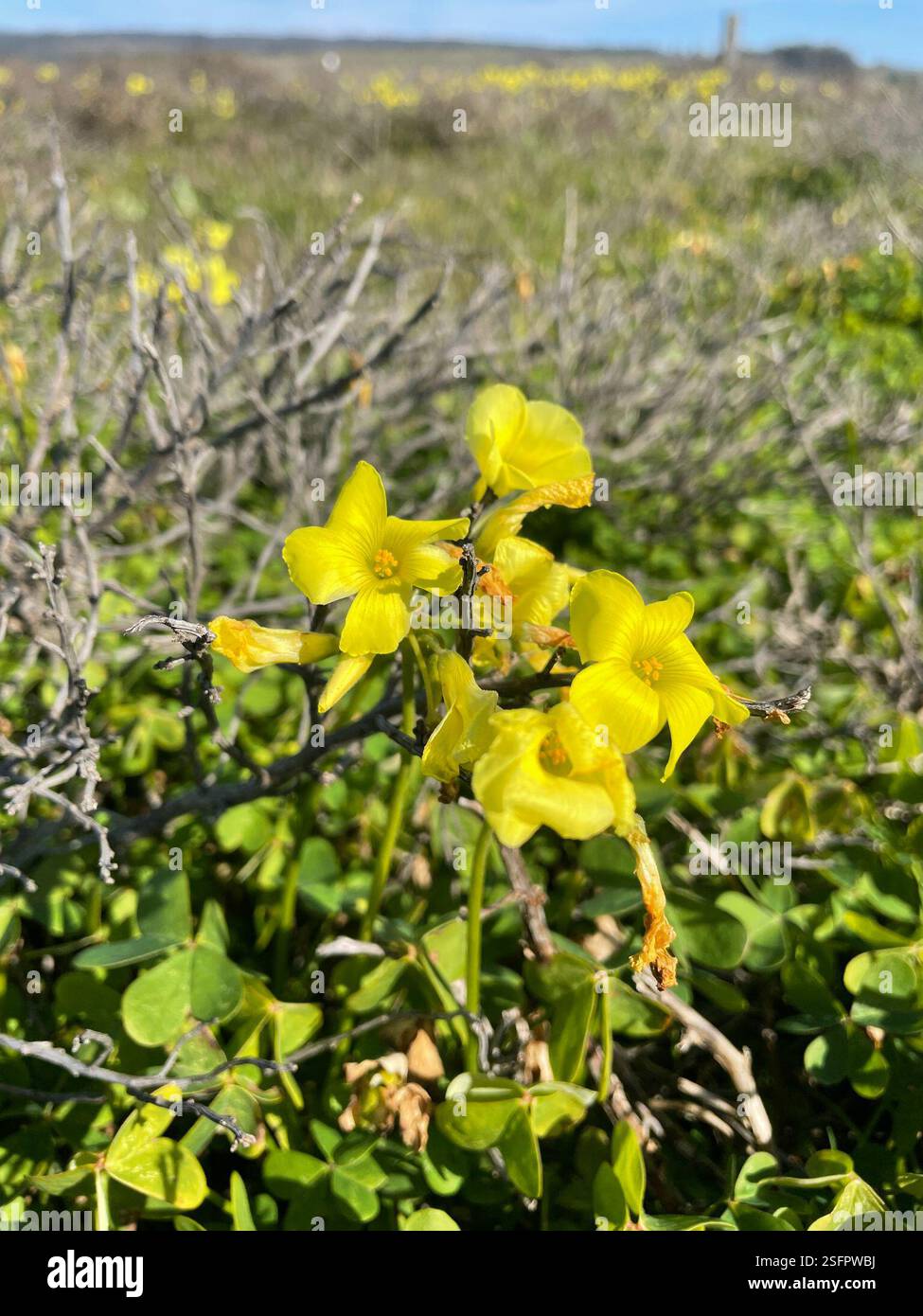 Bermuda buttercup (Oxalis pes-caprae), Plantae, Santa Cruz County, CA ...