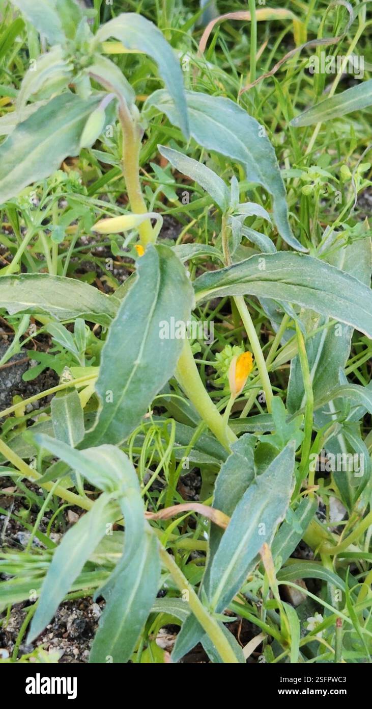 tall evening primrose (Oenothera elata), Plantae, Riverside County, US ...
