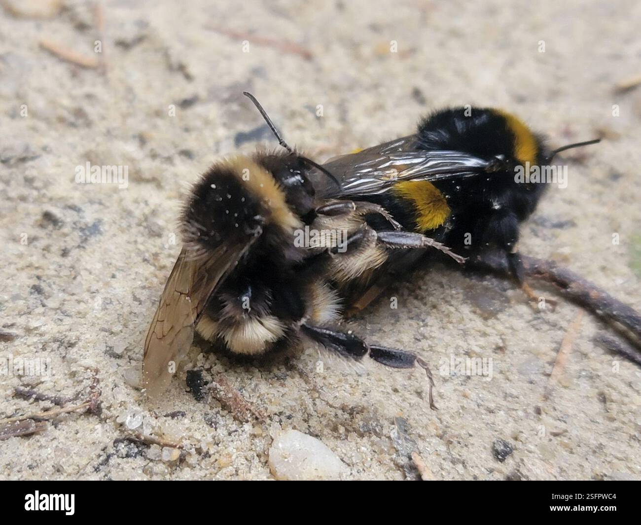 Buff-tailed Bumble Bee (Bombus terrestris), Insecta, 7183, New Zealand ...