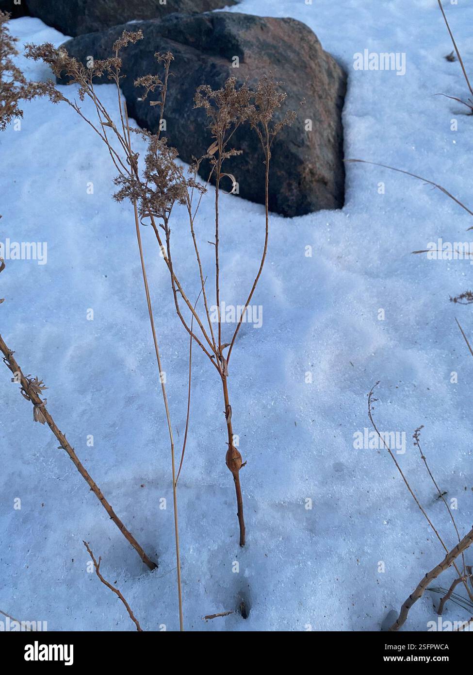Goldenrod Elliptical-Gall Moth (Gnorimoschema gallaesolidaginis ...