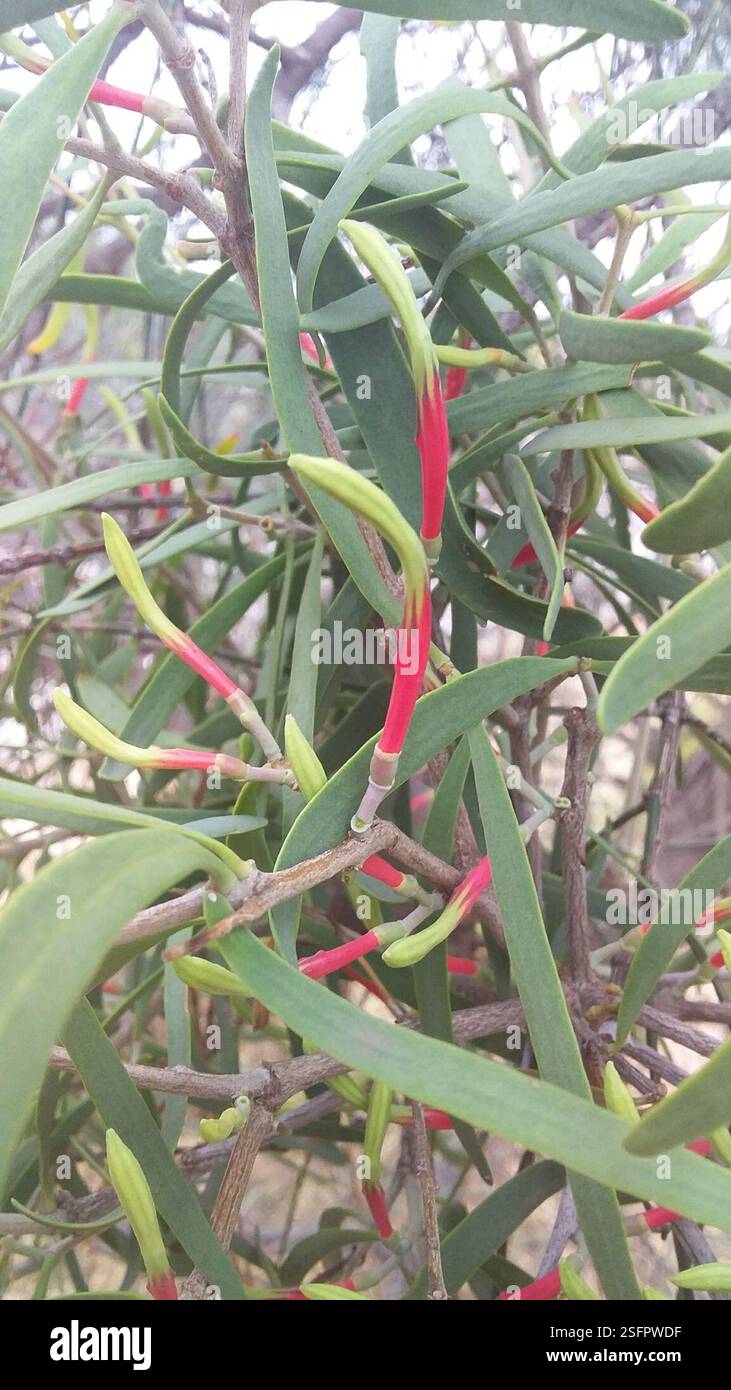 Harlequin Mistletoe (Lysiana exocarpi), Plantae, Ascot Park SA 5043 ...