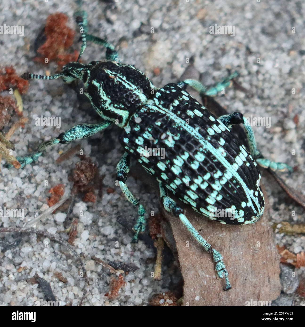 Botany Bay Diamond Weevil (Chrysolopus spectabilis), Insecta, Lilyvale ...