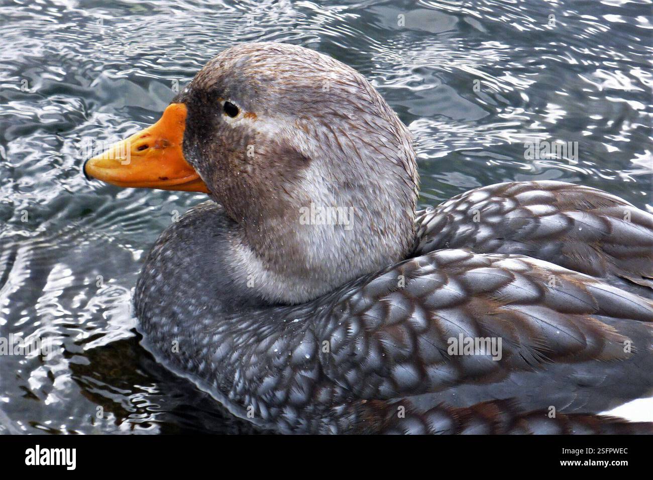 Falkland Steamer Duck (Tachyeres brachypterus), Aves, Puerto Argentino ...