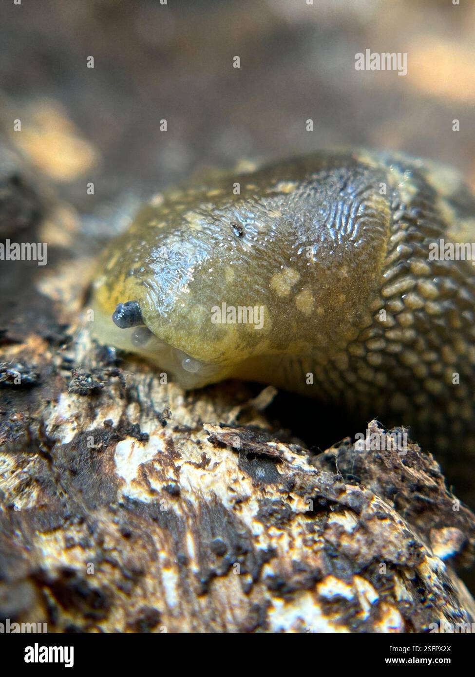 Yellow Cellar Slug (Limacus flavus), Mollusca, Broderson Ave, Los Osos ...
