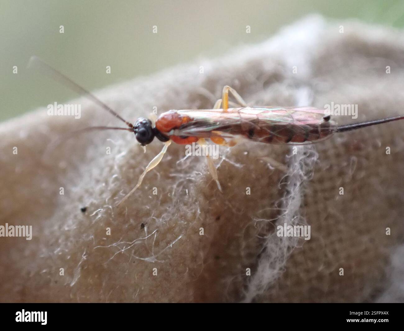 Ichneumonid Wasps (Ichneumonidae), Insecta, Colwood, BC, Canada Stock ...