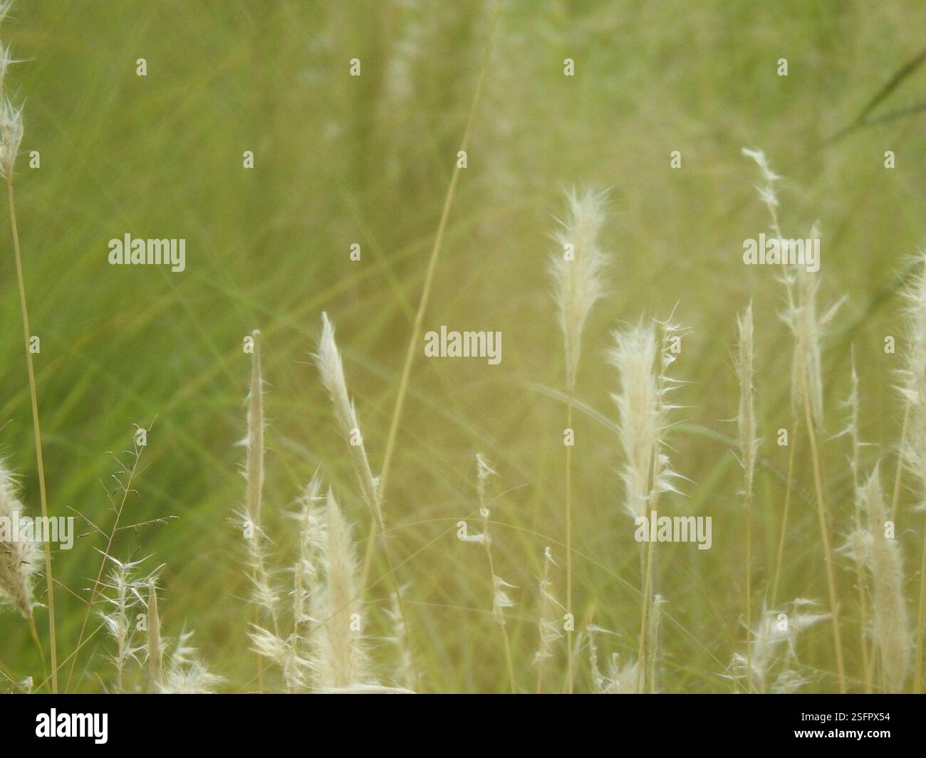 Silver pampa grass hi-res stock photography and images - Alamy
