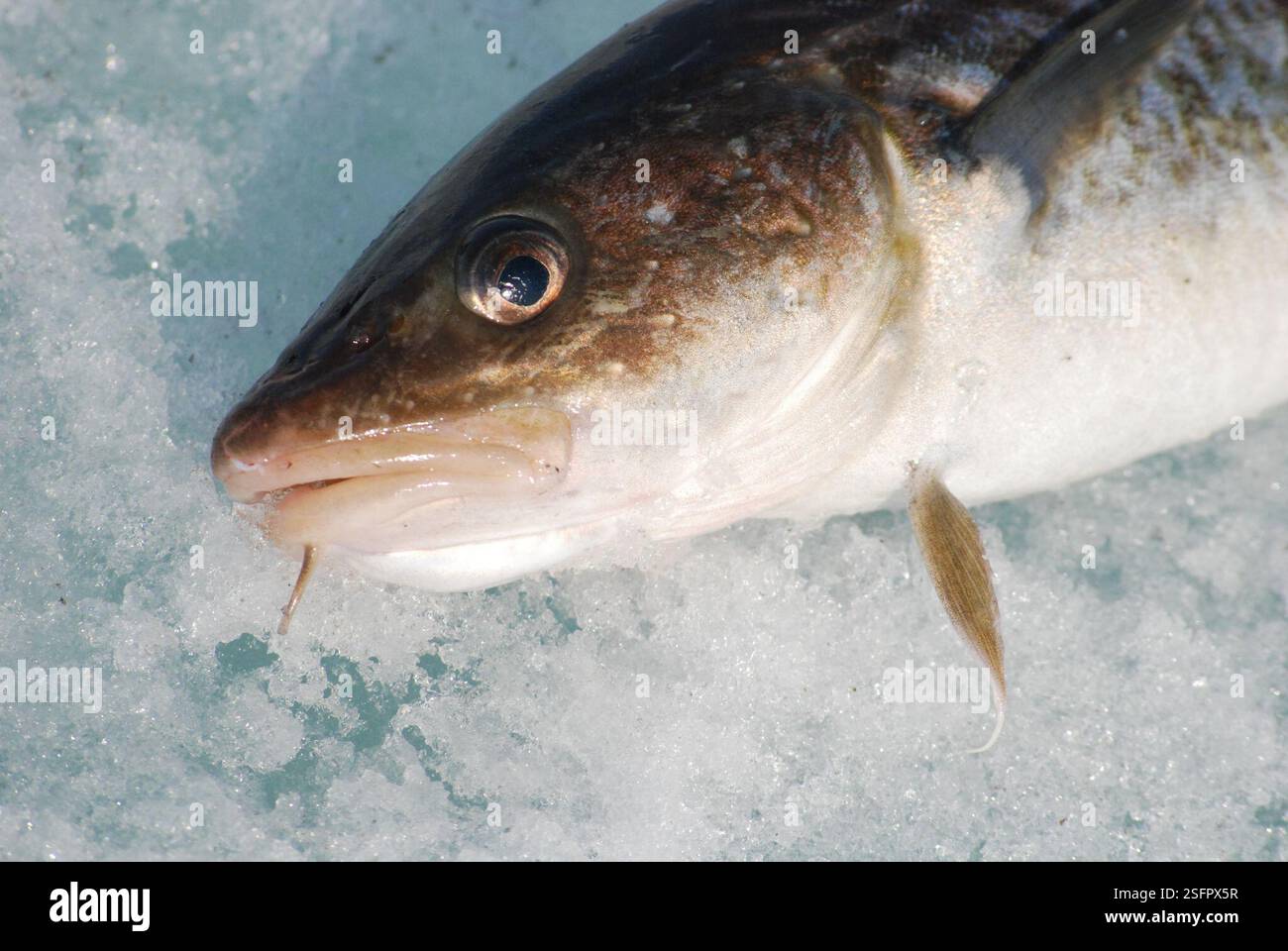 Pacific Cod (Gadus macrocephalus), Actinopterygii, Провиденский р-н, Чукотский автономный округ ...