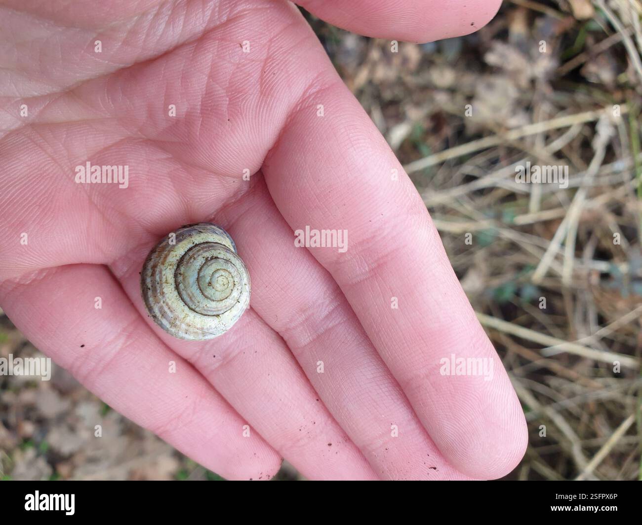Brown-lipped Snail (Cepaea nemoralis), Mollusca, Dumfries, UK Stock ...