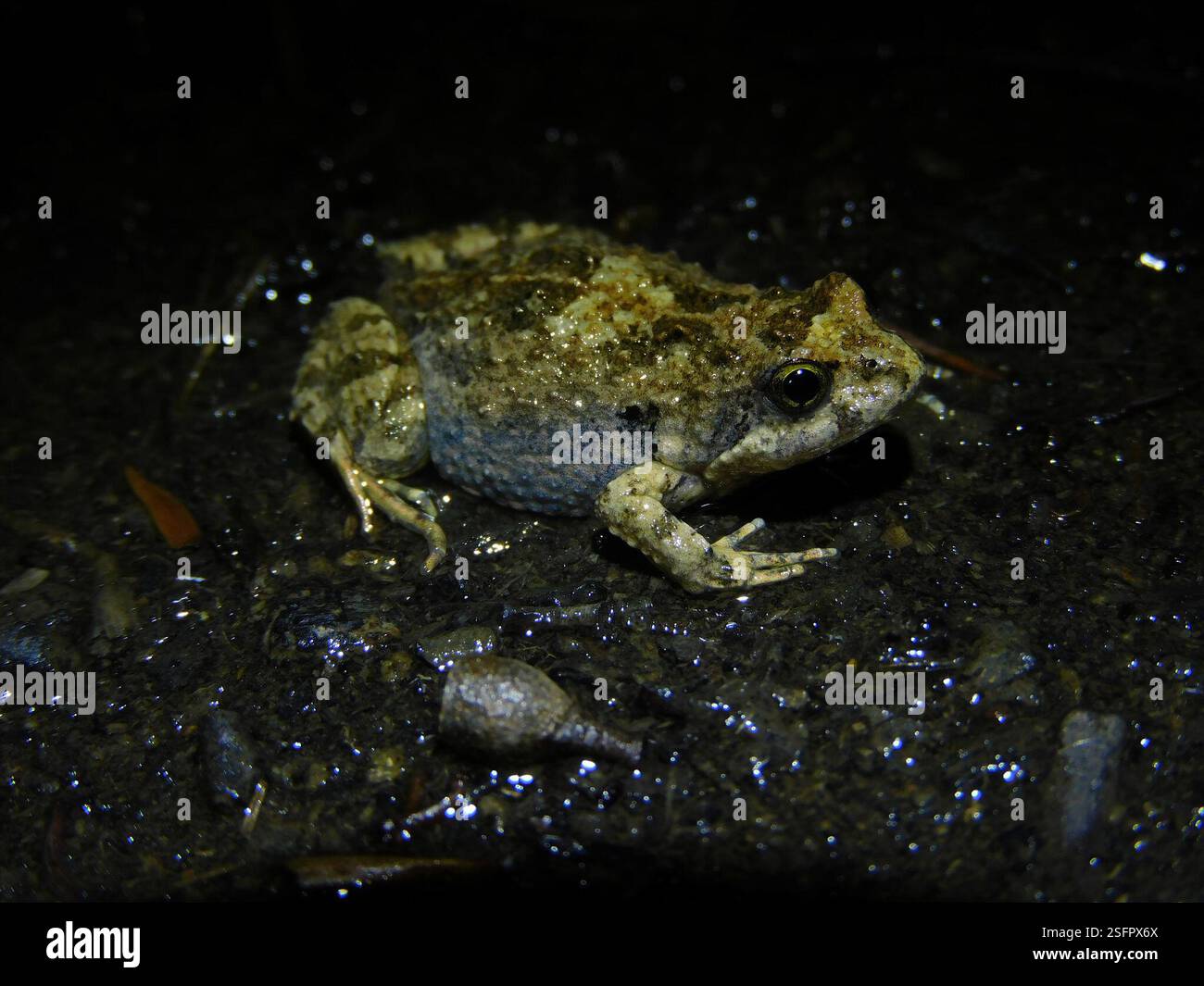 Common Eastern Froglet (Crinia signifera), Amphibia, Hobart TAS ...