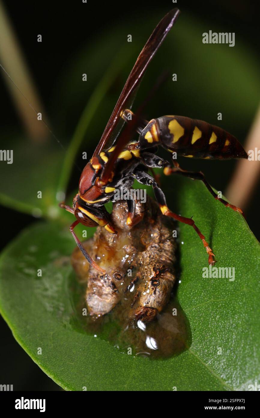 Variegated Paper Wasp (Polistes versicolor), Insecta, Araçariguama, SP ...