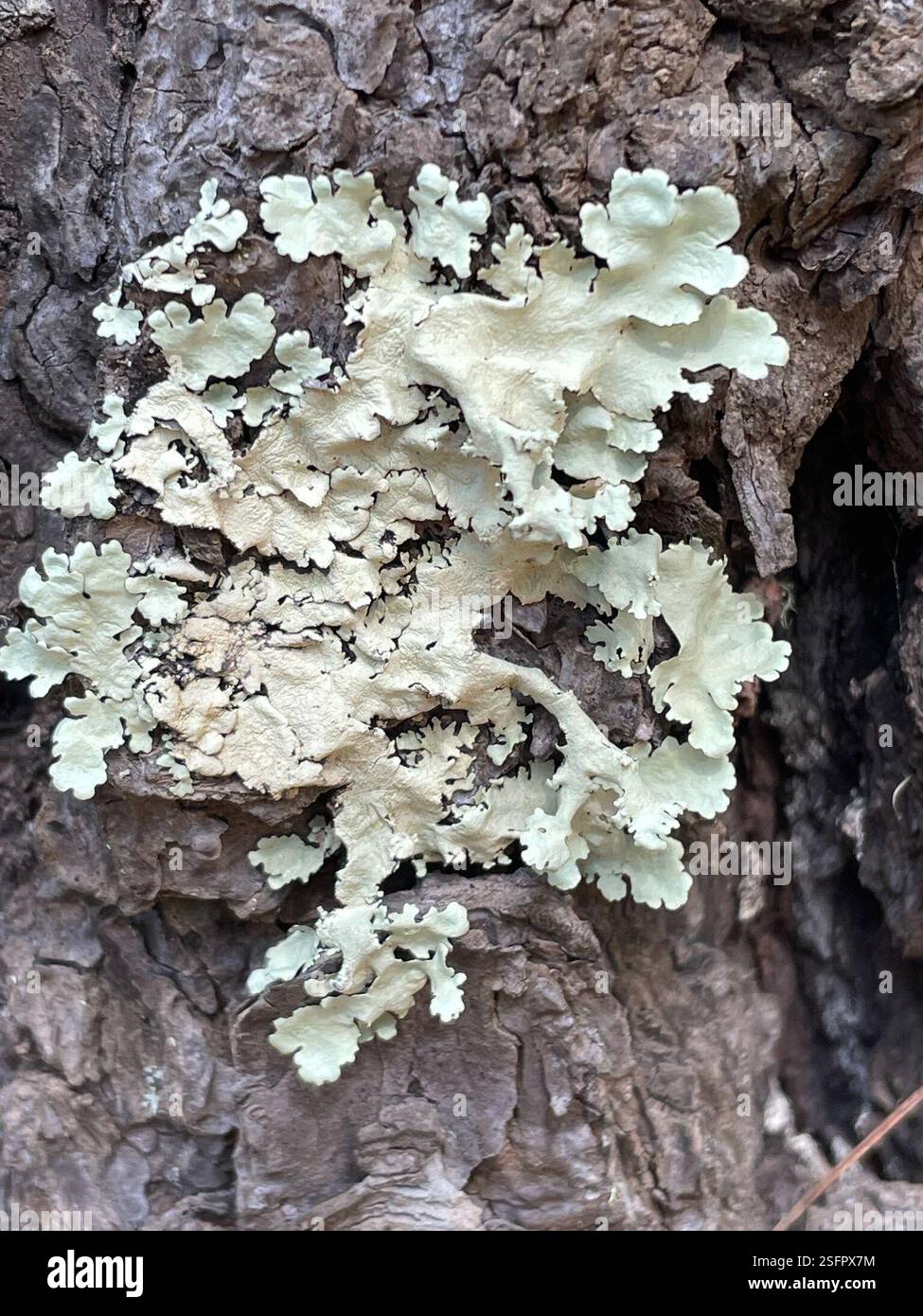 typical shield lichens (Parmelioideae), Fungi, Santo Antão, Cape Verde ...