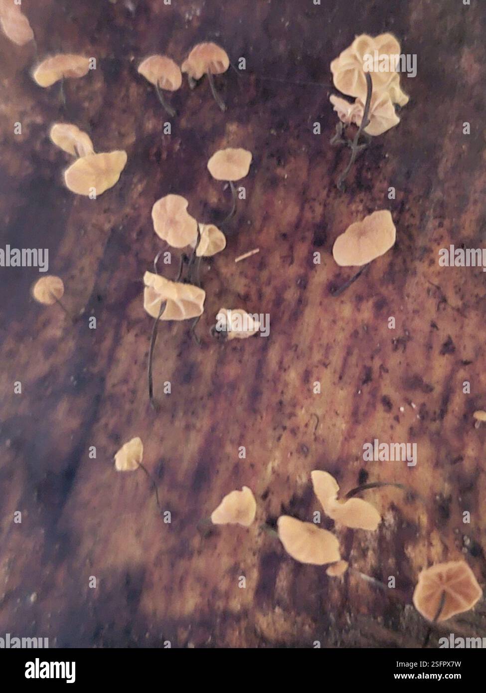 (Gloiocephala), Fungi, Runanga 7873, New Zealand Stock Photo - Alamy