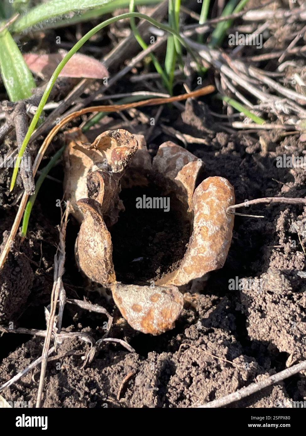 Many-rooted Earthball (Scleroderma polyrhizum), Fungi, Guadalupe River ...