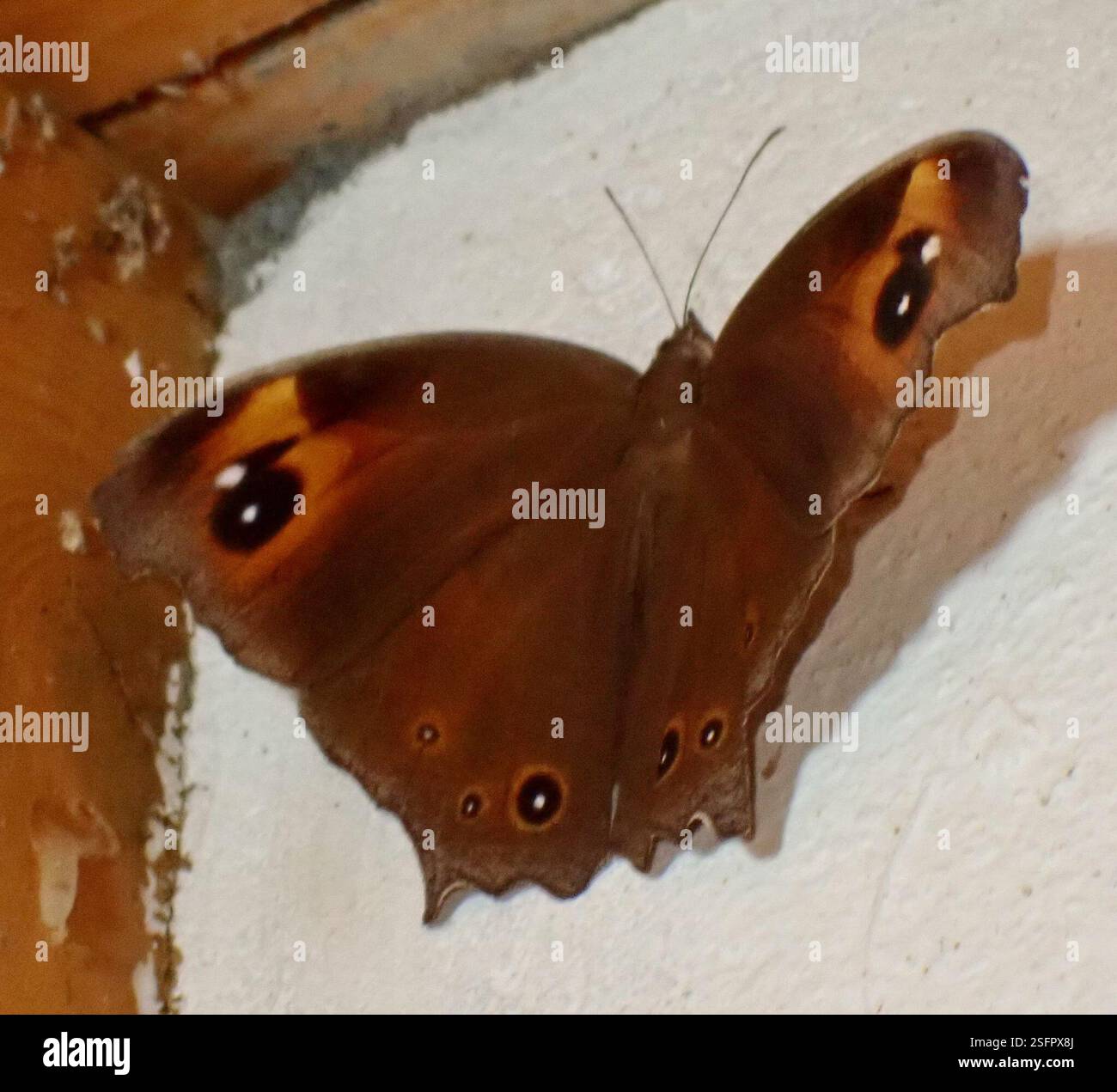 Common Evening Brown (Melanitis leda), Insecta, Santo Antão, Cape Verde ...