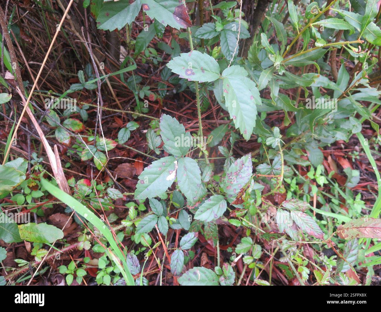 southern dewberry (Rubus trivialis), Plantae, Windsor Forest, Savannah ...