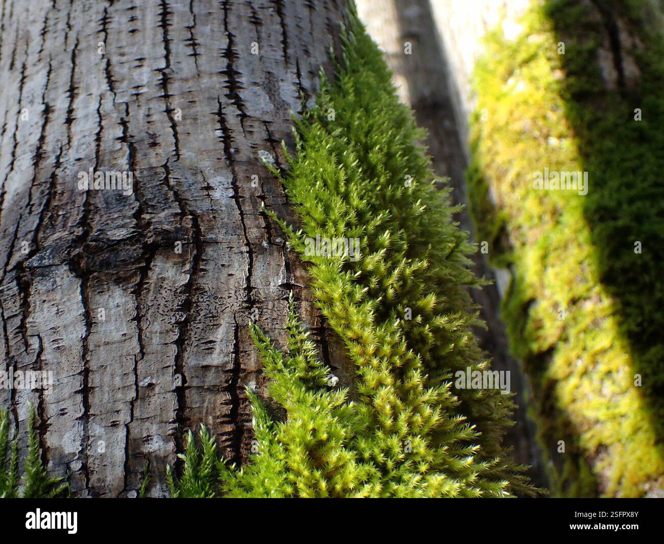 tree mat homalothecium moss (Homalothecium fulgescens), Plantae, Comox ...