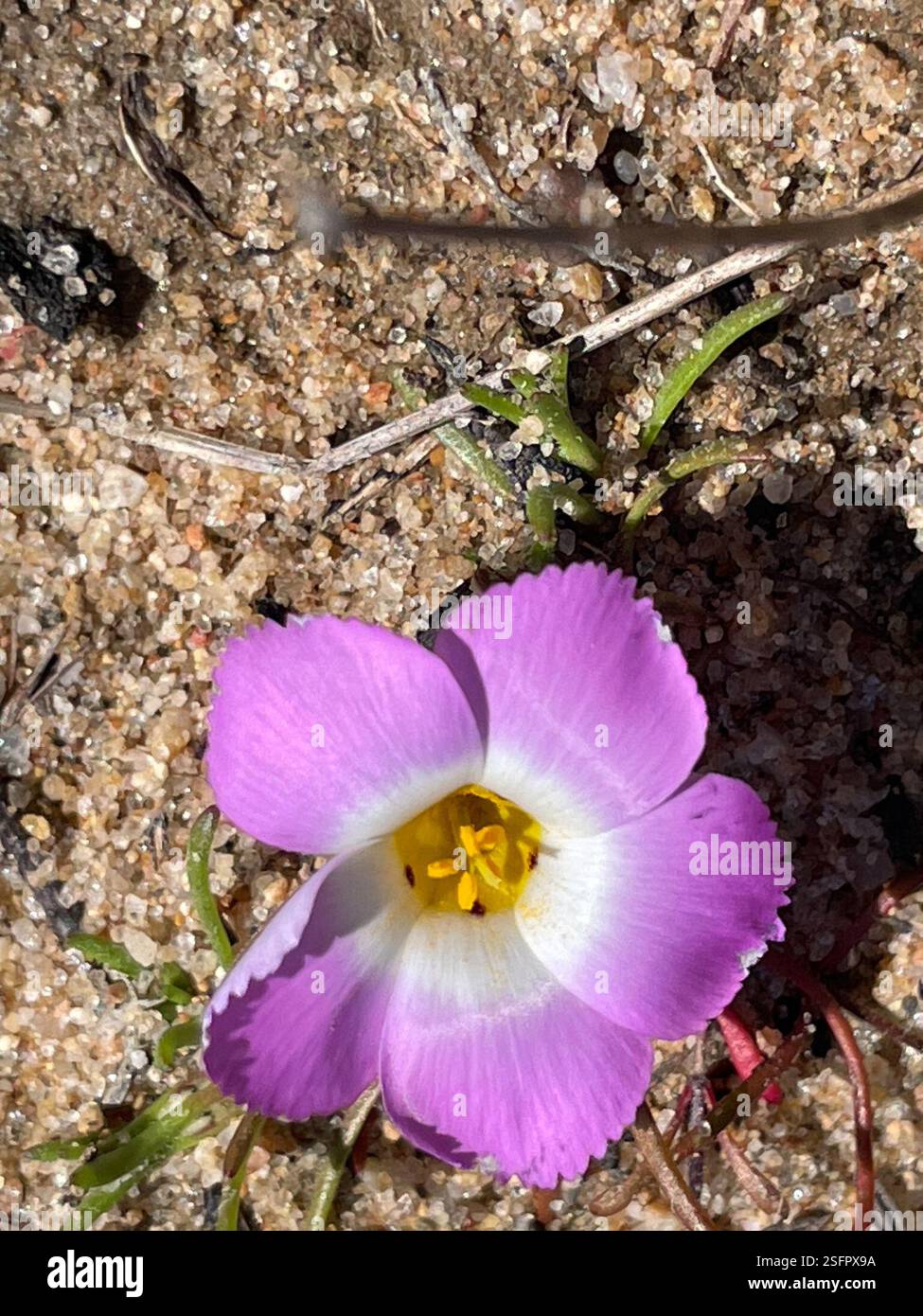 fringed linanthus (Linanthus dianthiflorus), Plantae, Torrey Pines ...