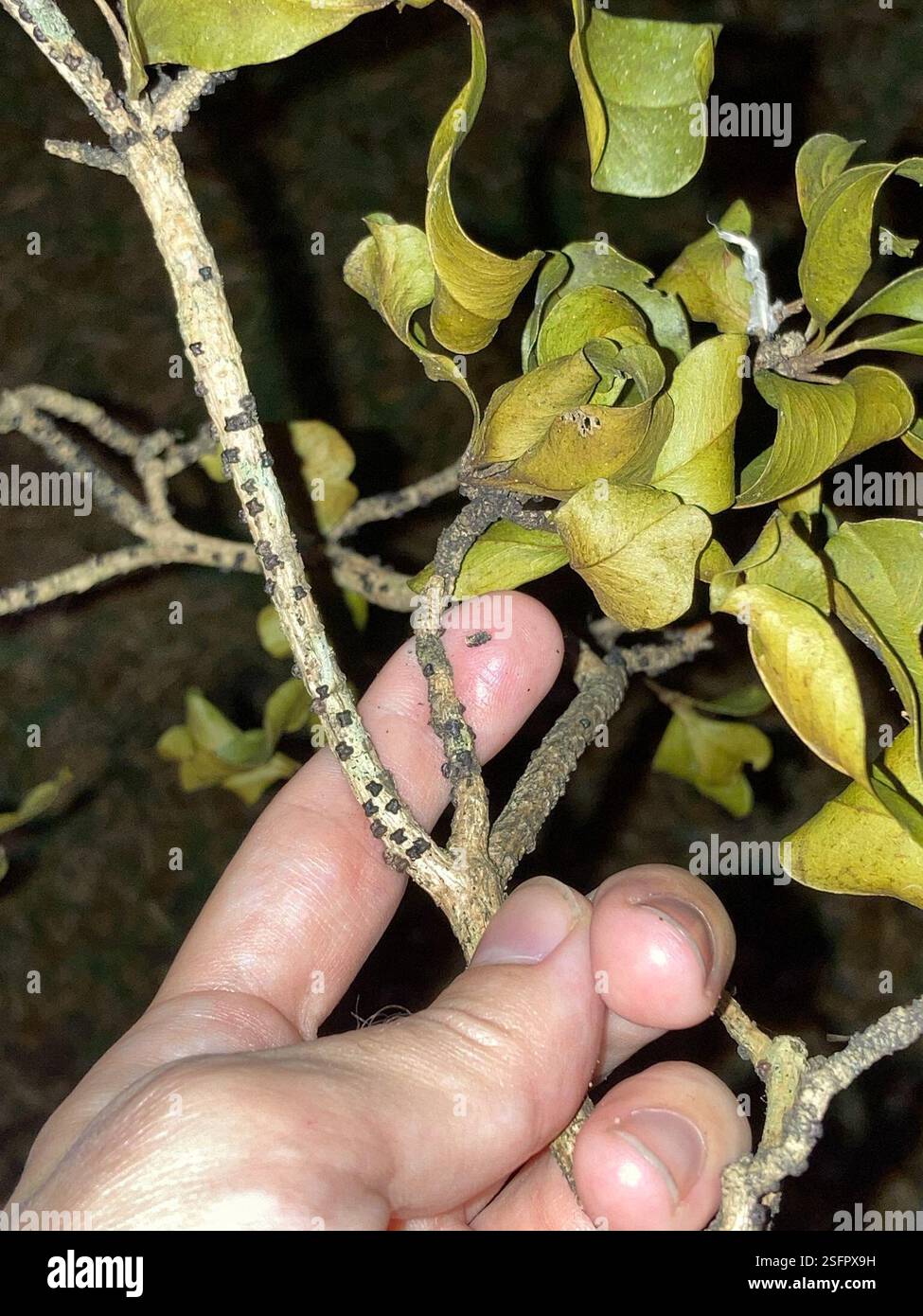 Lobate Lac Scale (Paratachardina pseudolobata), Insecta, NW Third St ...