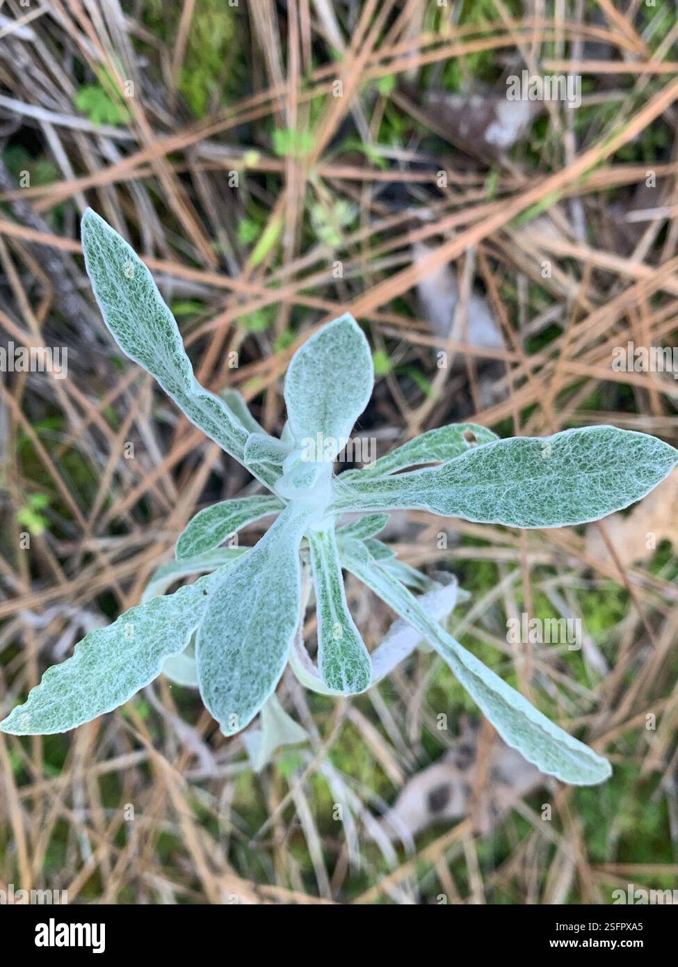 rabbit-tobaccos (Pseudognaphalium), Plantae, Hidden Falls Regional Park ...